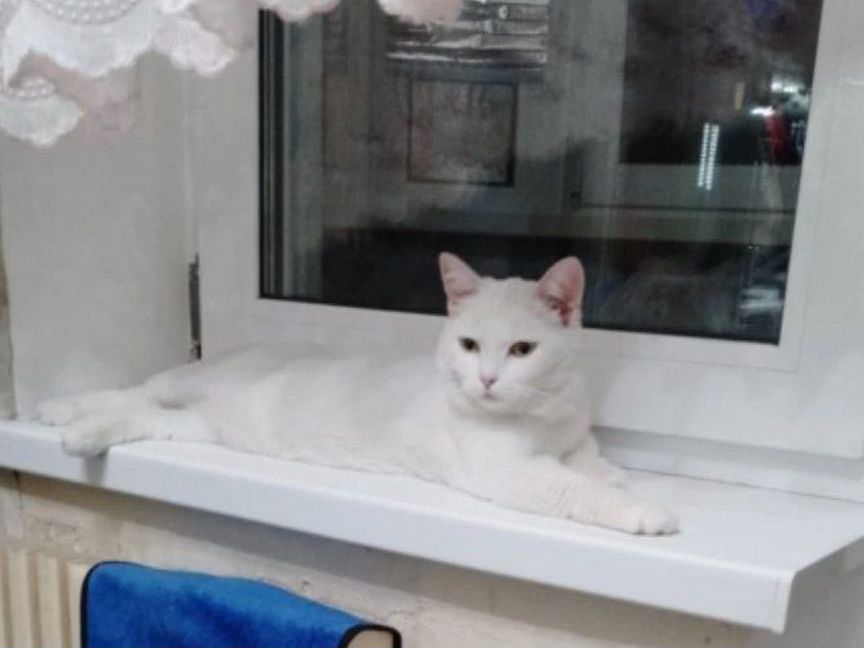 Кошка