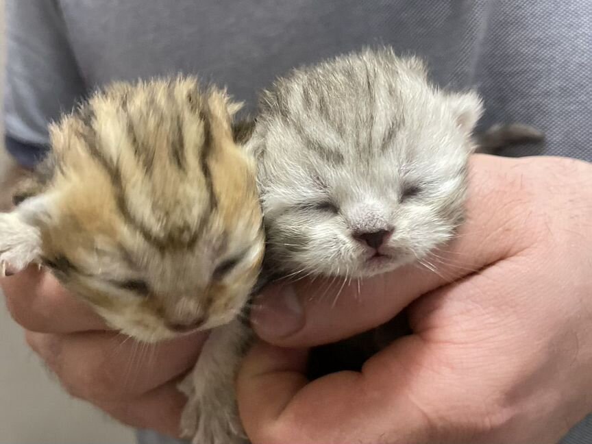 Шотландские котята вислоухие
