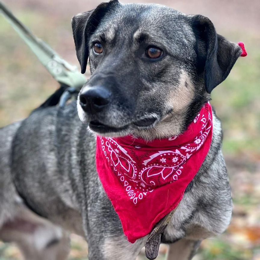 Собака в добрые руки