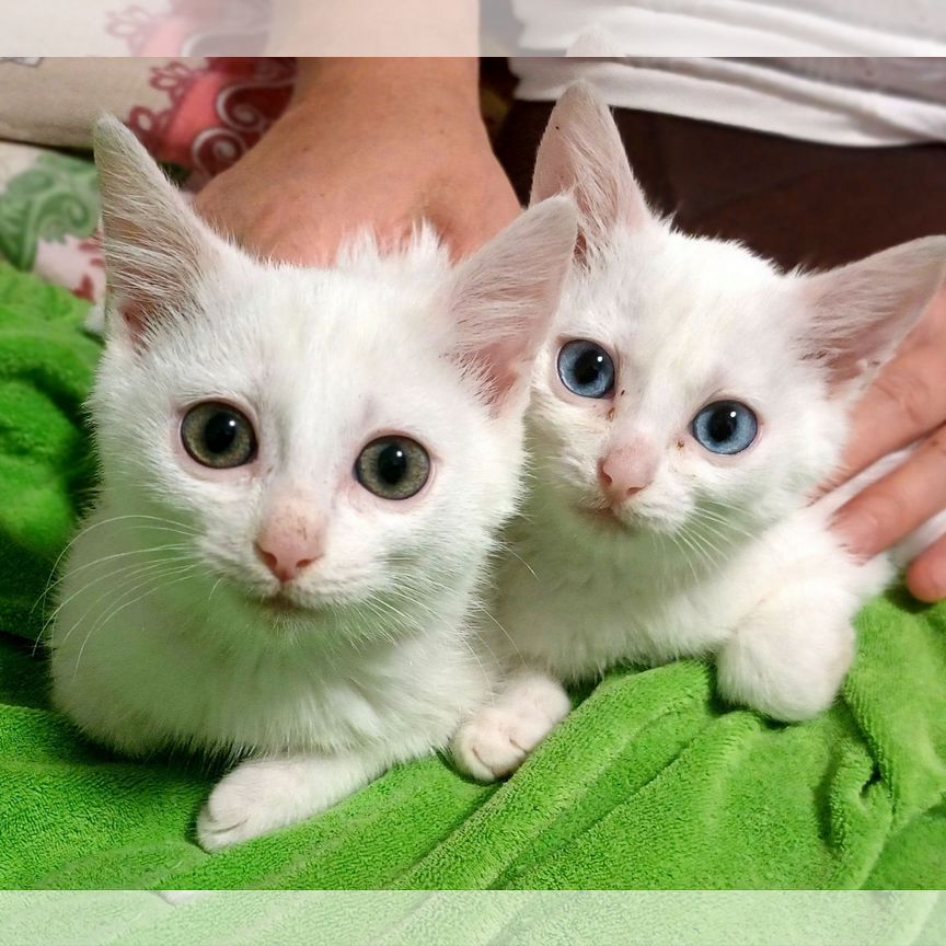 Отдам котенка от вислоухой британки