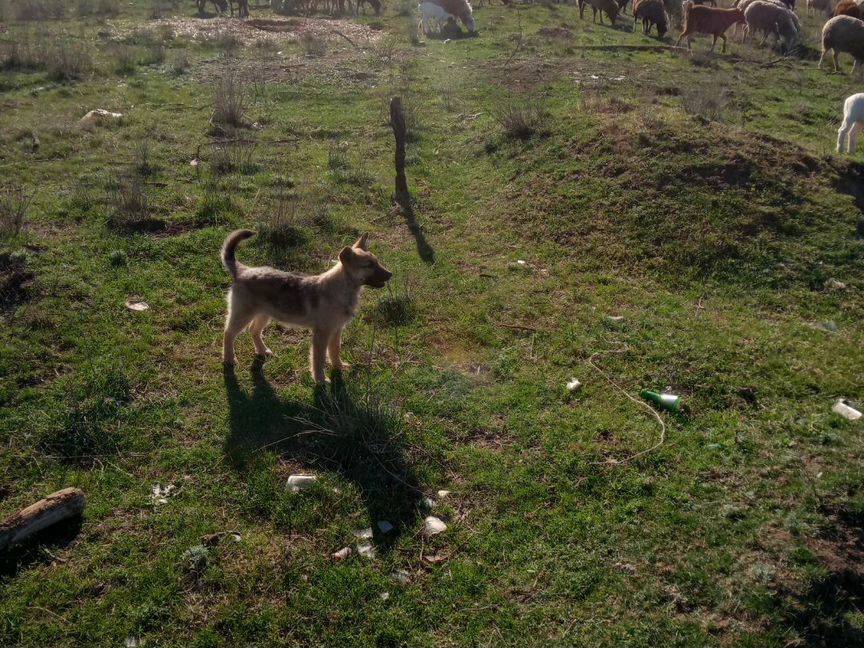 Австралийский келпи