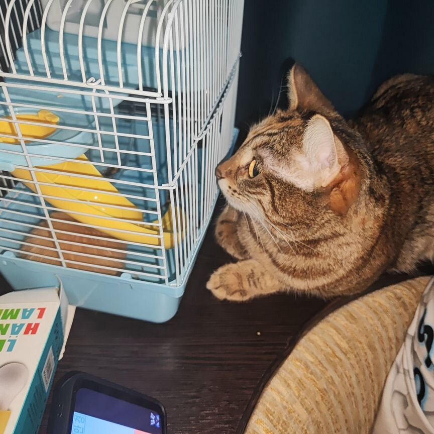 Кошка ищет новый дом