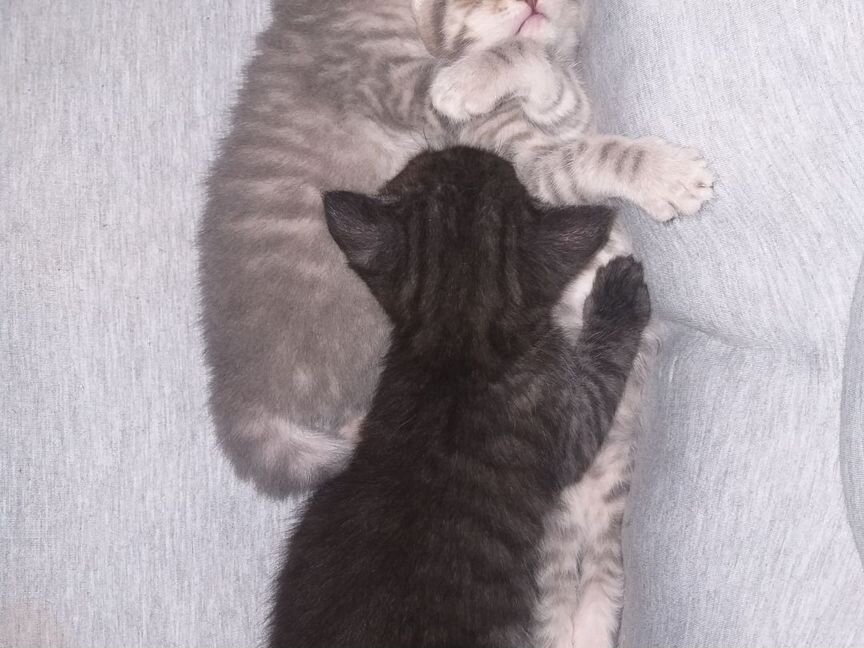 Продам шотландских котят