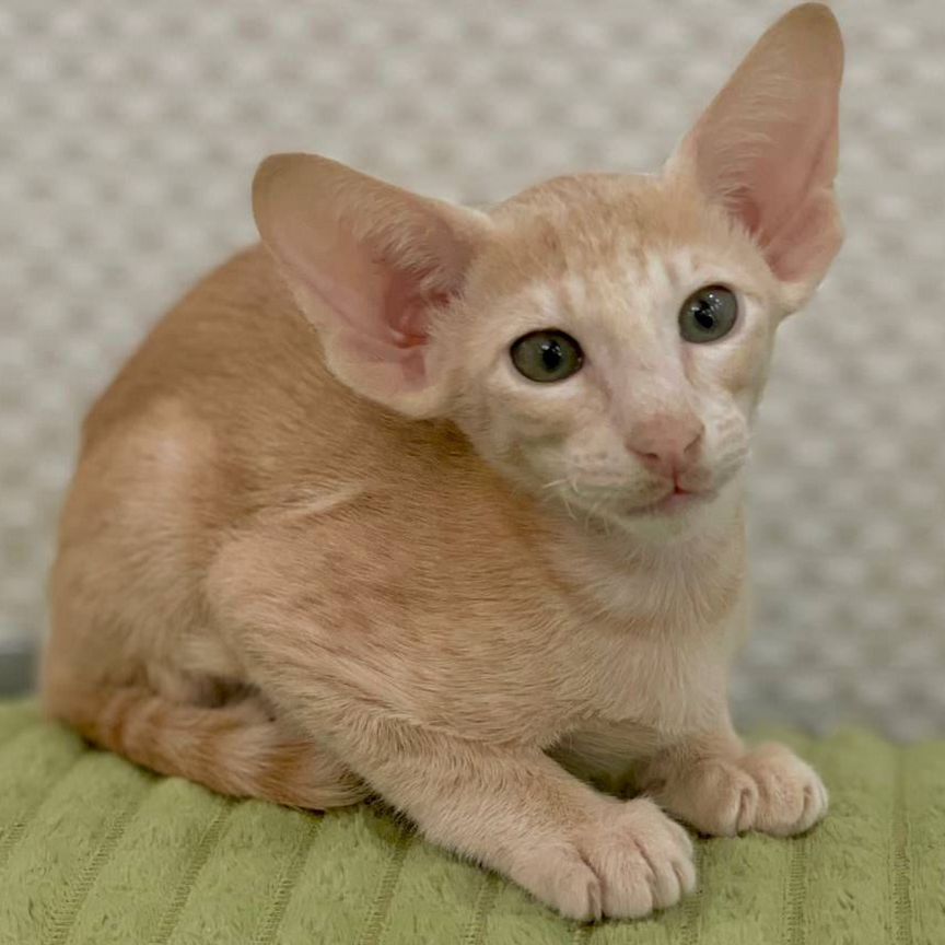 Ориентальный котёнок