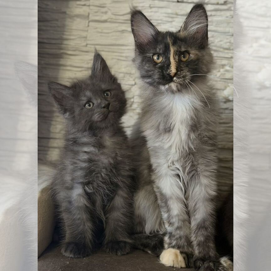 Мейн-кун котёнок