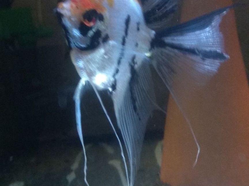 Скаляри Кои и Мраморные и других разных