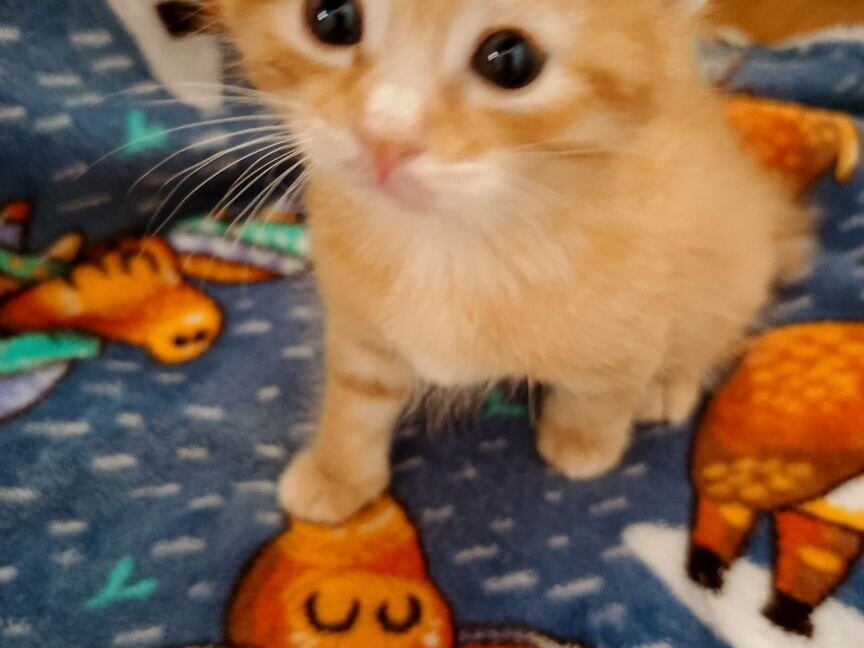 Котята курильский бобтейл