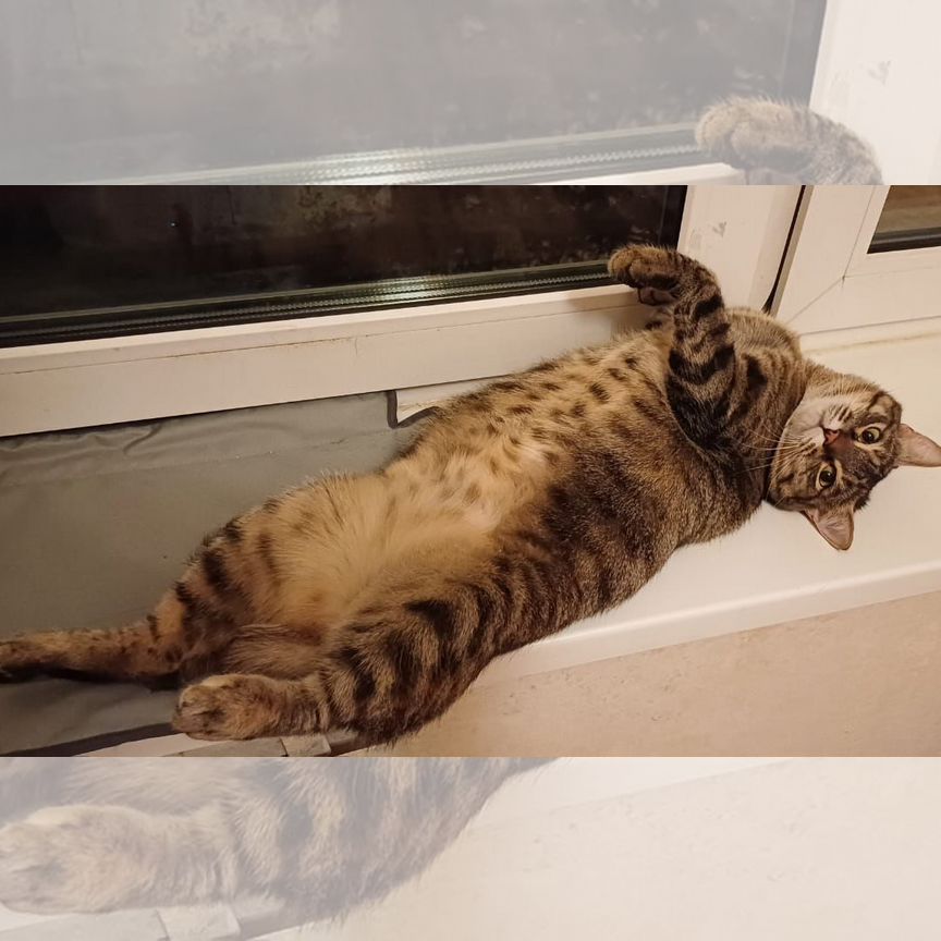 Кошка. Умерла хозяйка
