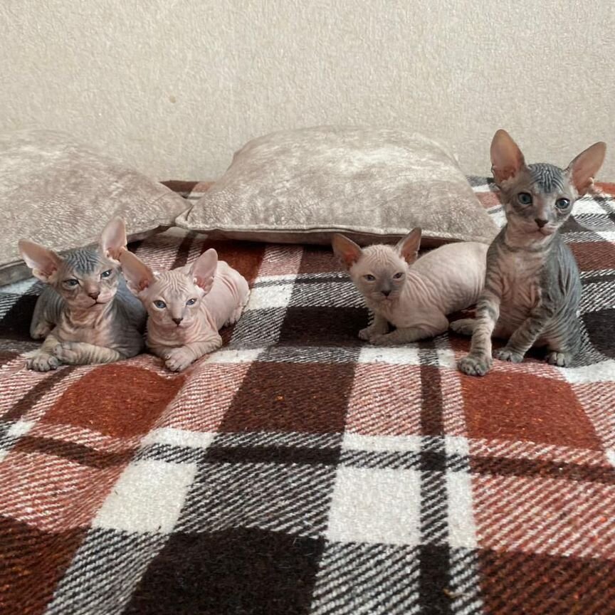Котята донского сфинкса