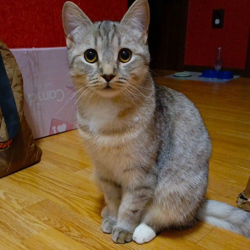 Котик бесплатно