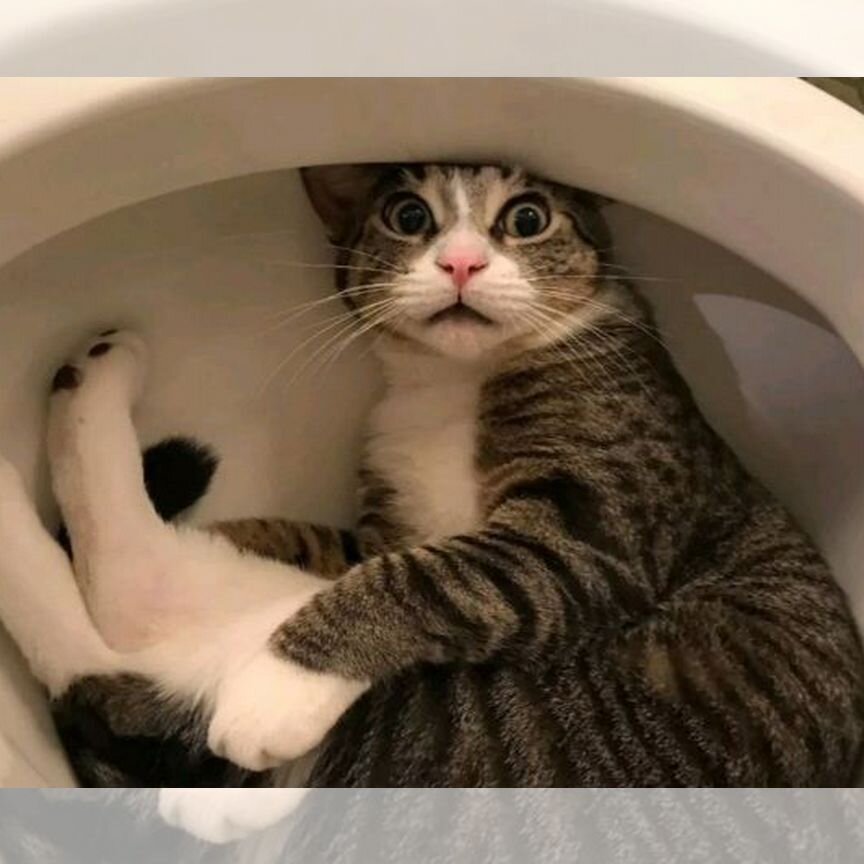 Лоток для кошек