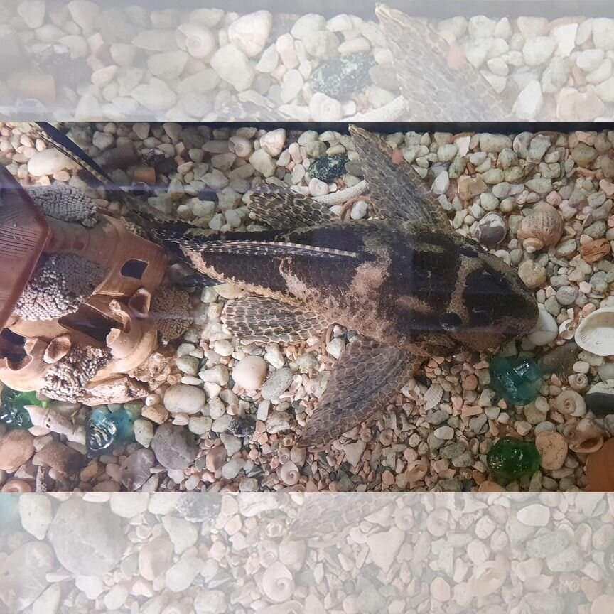 Сом парчовый птеригоплихт