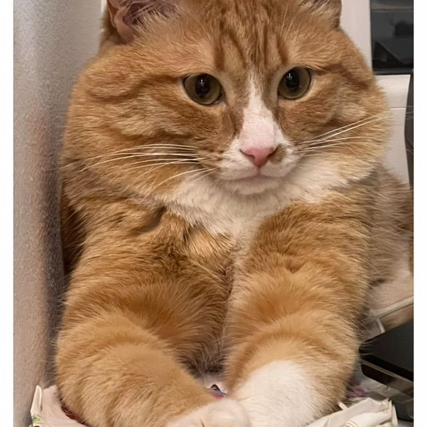 Отдам кота в добрые руки волгоград