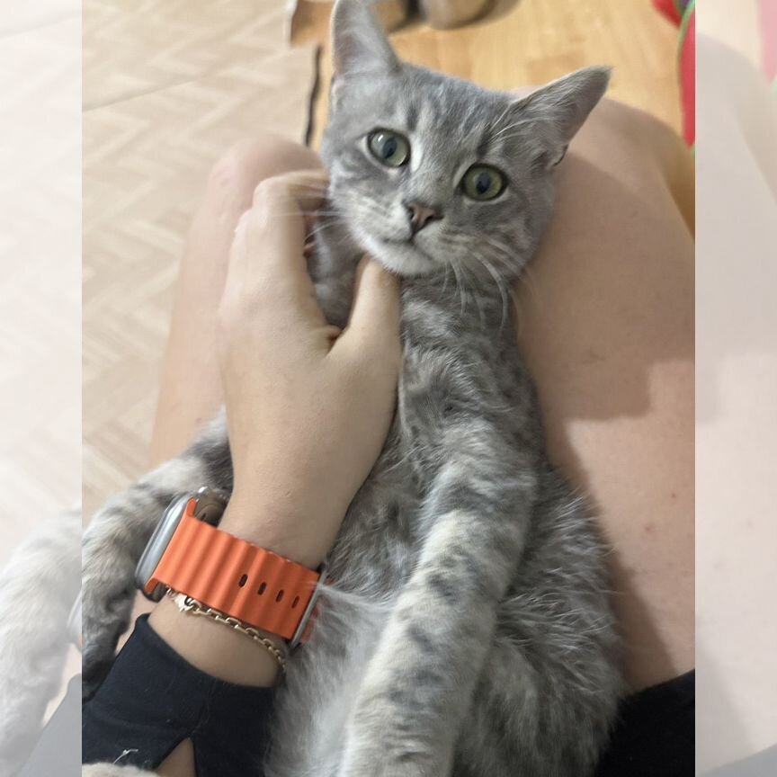 Британский короткошёрстный котёнок