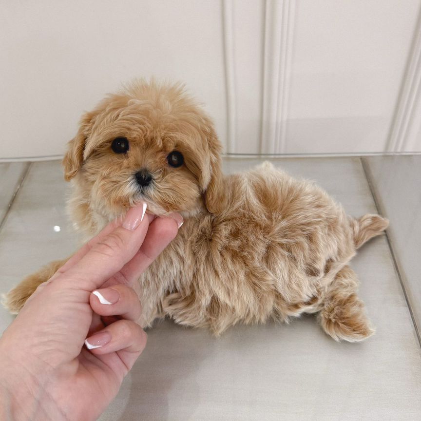 Мальтипу микро Девочка