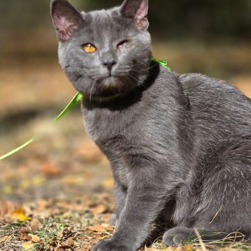 Котенок
