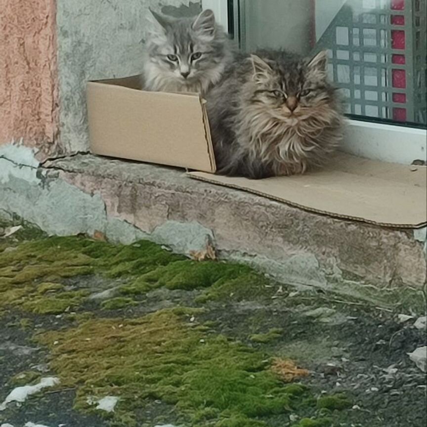 Взрослая кошка в добрые руки