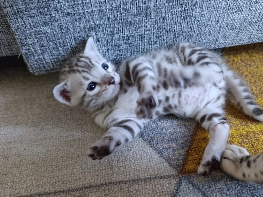 Бенгальские котята