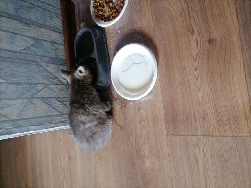 Одам бесплатно котёнка