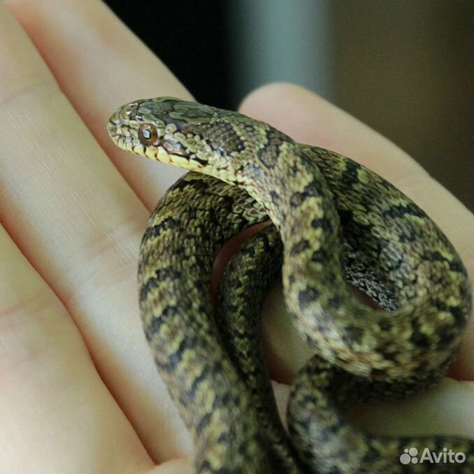 Узорчатые полозы