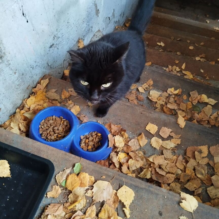 Кошка