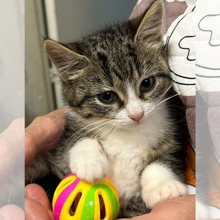 Котёнок в добрые руки