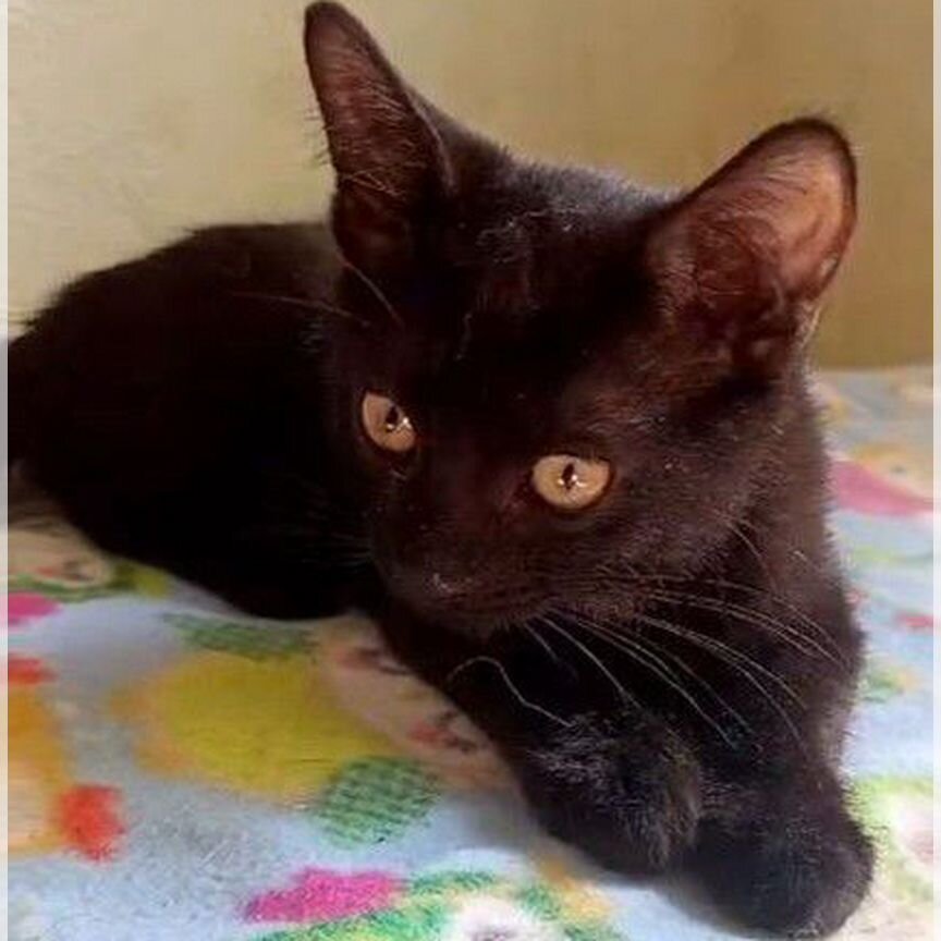 Коты и кошечки в добрые руки