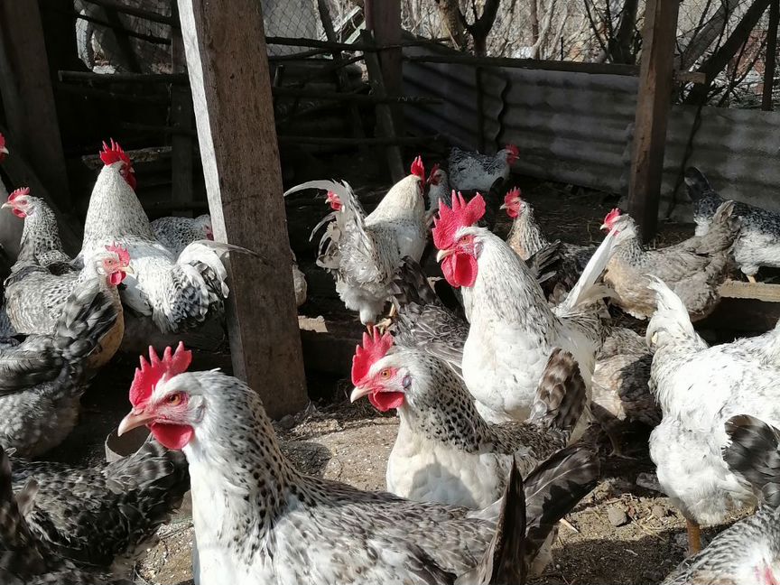 Продаётся яйцо кур борковская-борвистая
