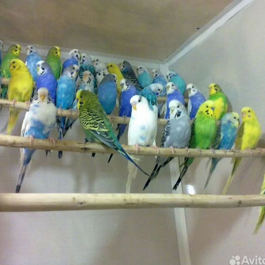 Ищу самца ввп чеха