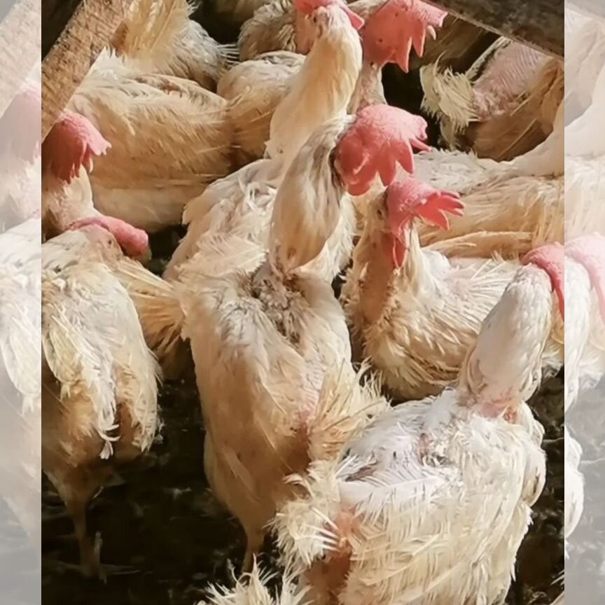 Продам кур несушек