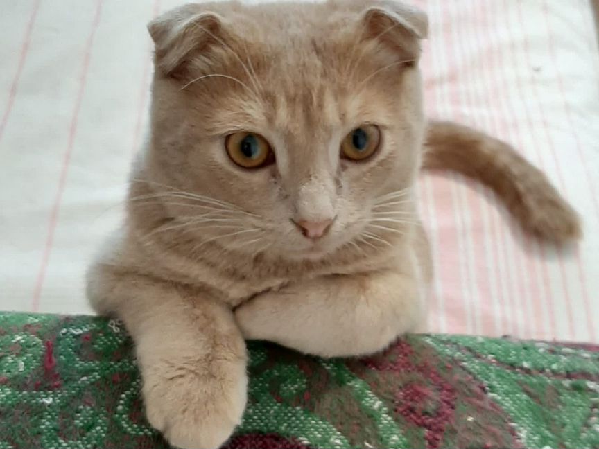 Котята