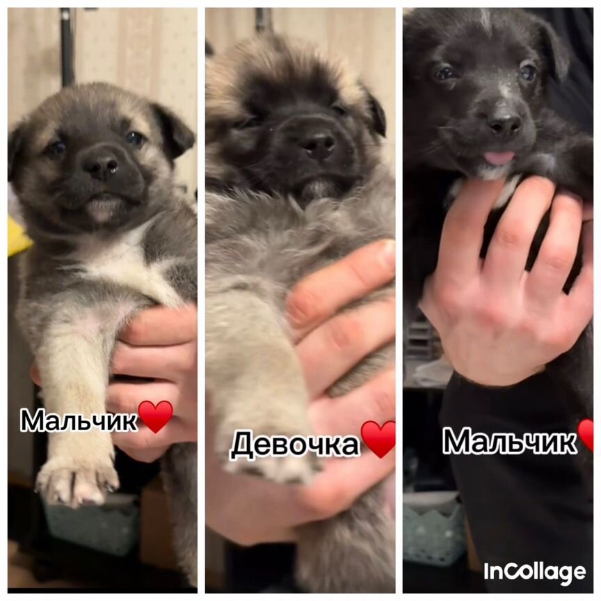 Малыши бездомные ишут дом