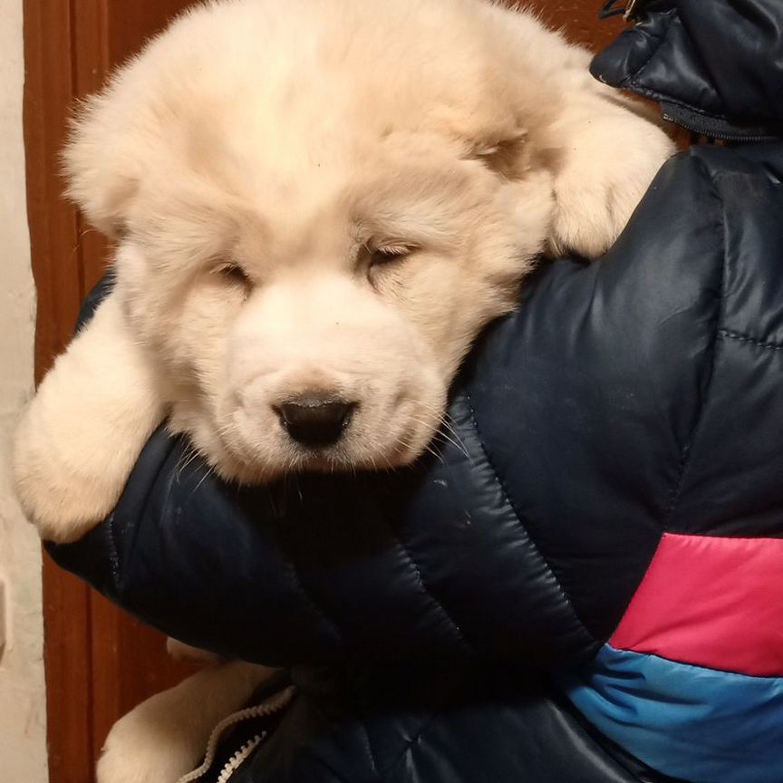 Мальчик сао