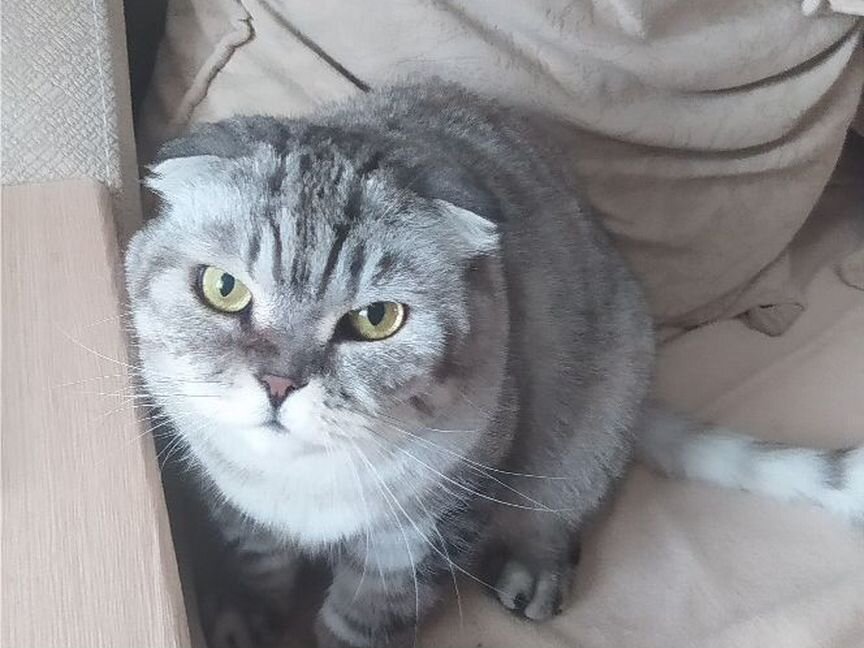 Шотландская вислоухая кошка бесплатно