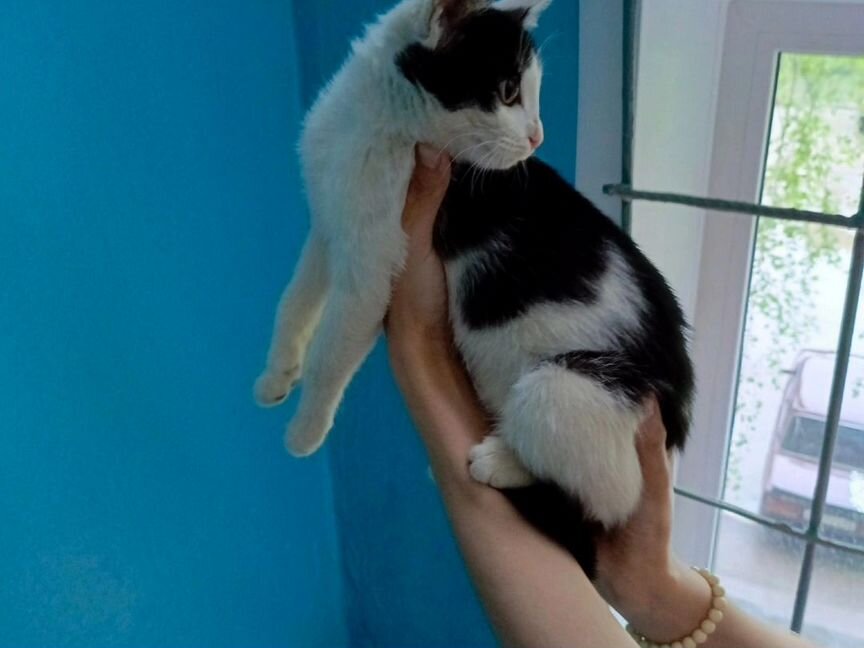 Котёнок девочка очень нужен дом