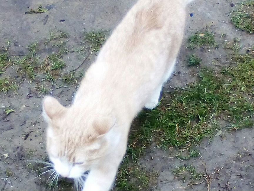 Пушистый, персиковый, добрый котик