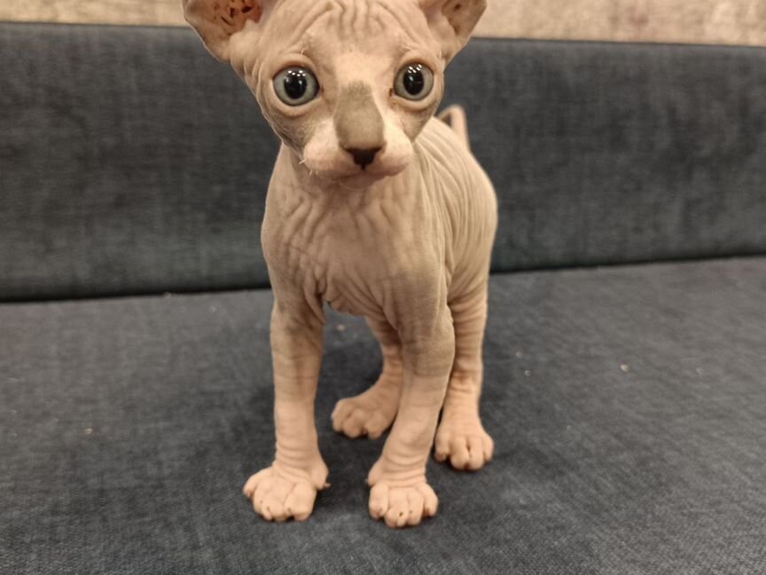 Канадский сфинкс