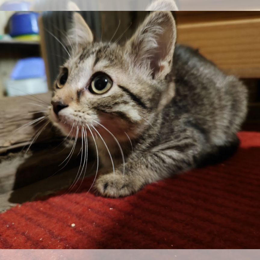 Сибирский котёнок