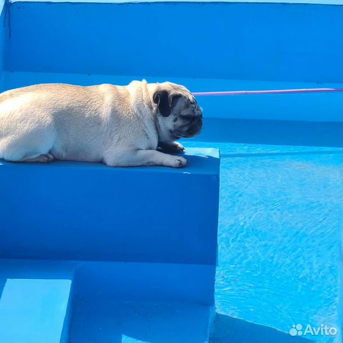 Ищем жениха мопса для нашей красавицы