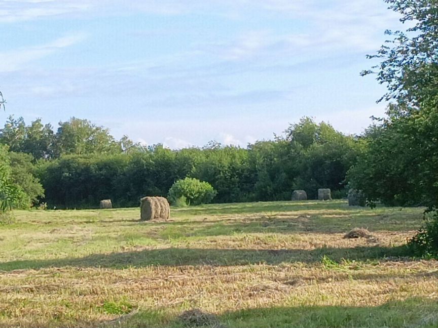 Сено в рулонах 2023