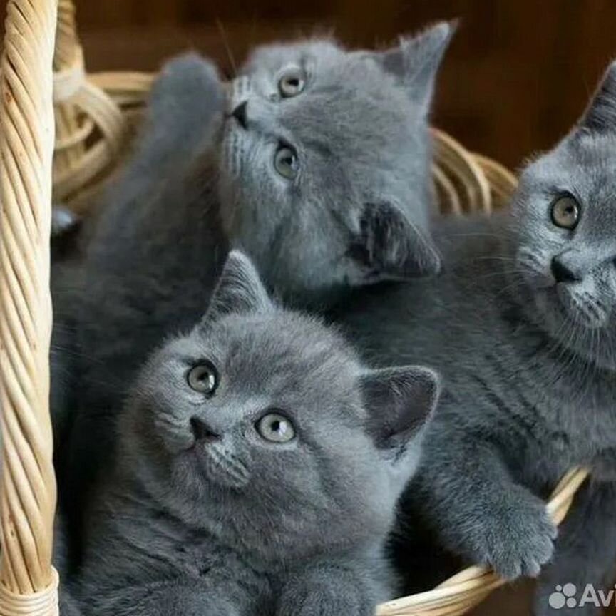 Британский медведь