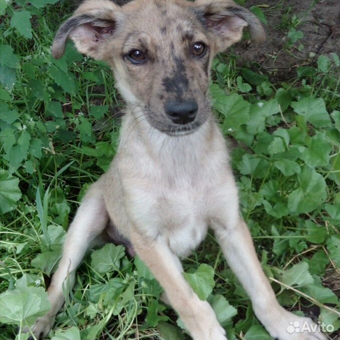 Щенули 3мес мальчик и девочка