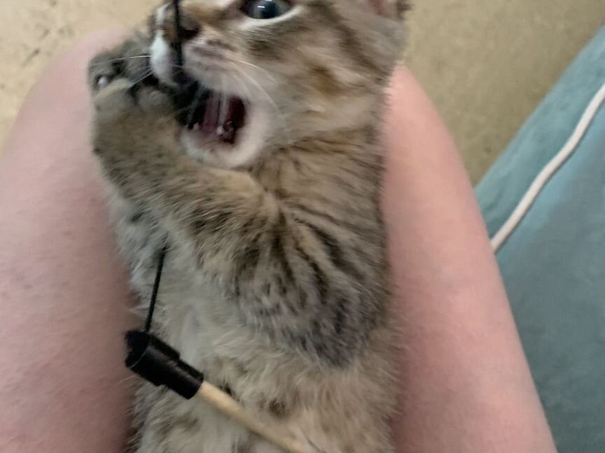 Митька очень ищет дом