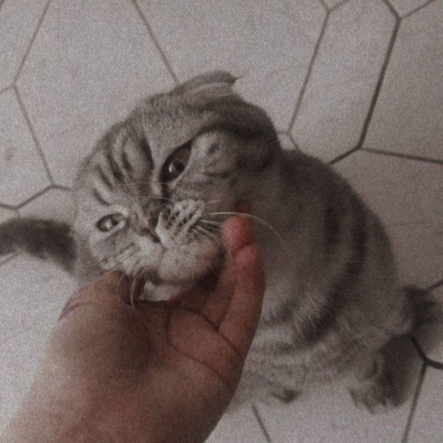 Шотландская вислоухая короткошёрстная, взрослая кошка