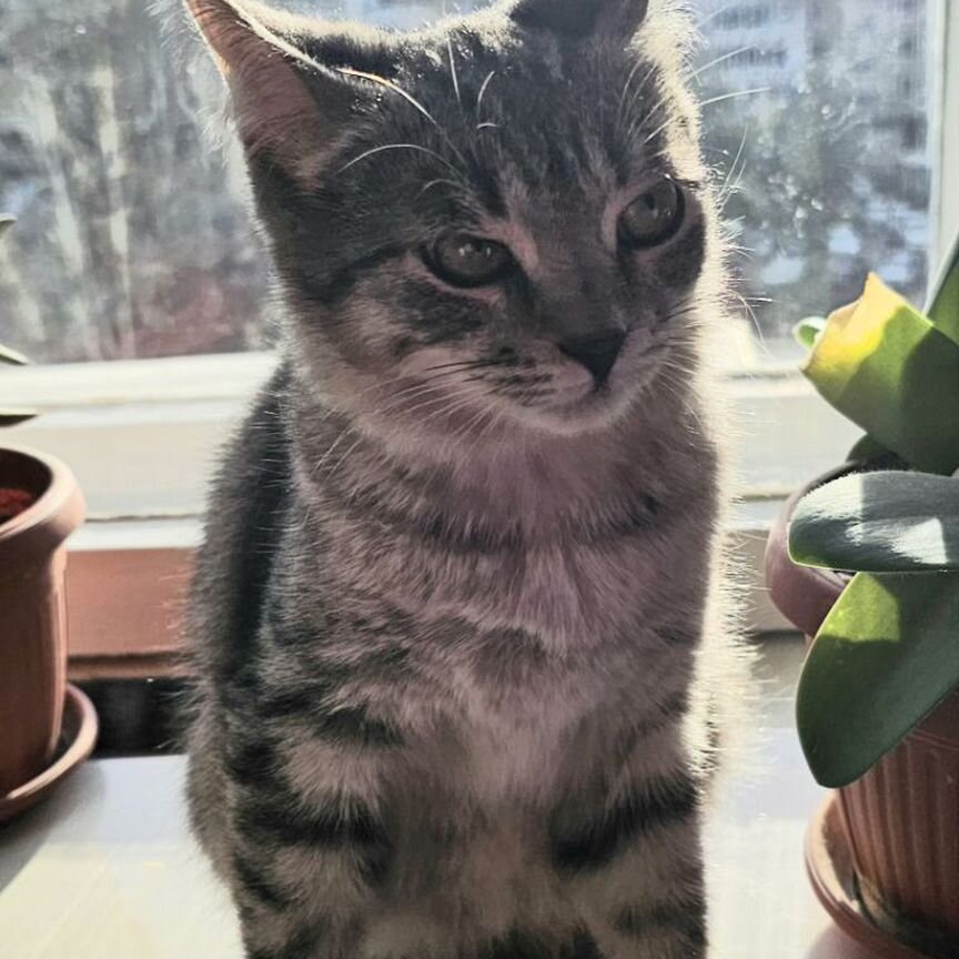 Забавная кошечка котенок