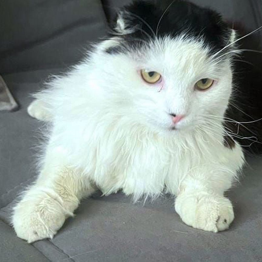 Вислоухий молодой котик в дар