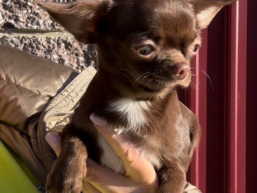 Шоколадное чудо