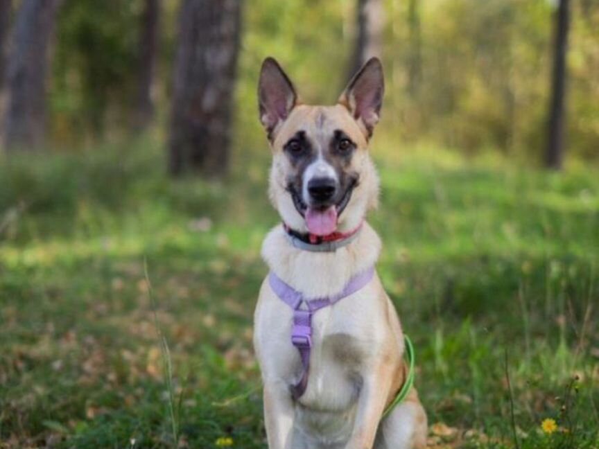 Собачка в добрые руки