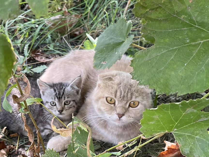 Отдам в добрые руки полукровку
