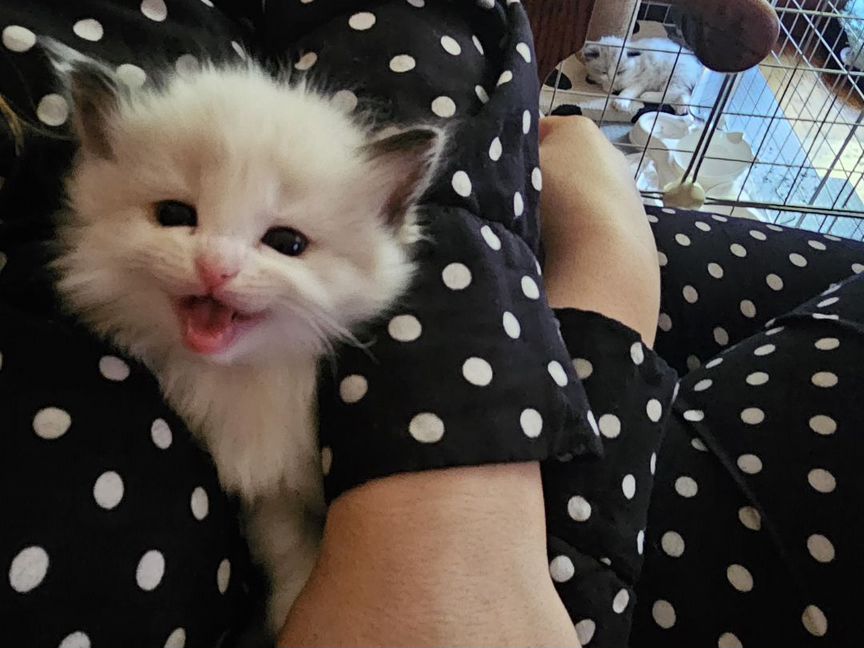 Котята Регдолл